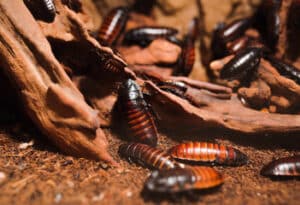 Blatte e scarafaggi: specie, prevenzione e disinfestazione